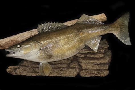 Fish Mounts By American Fish Taxidermy