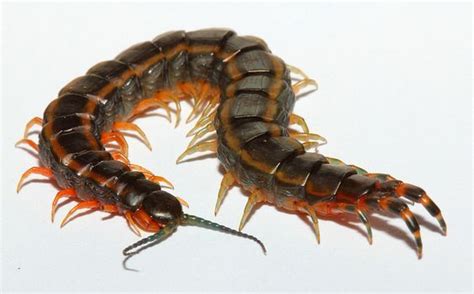 Scolopendra Laeta Orange And Black Striped Arthropod