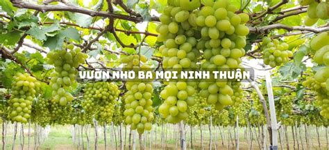 Vườn Nho Ba Mọi Ninh Thuận Địa Chỉ đường đi And Kinh Nghiệm Tham Quan