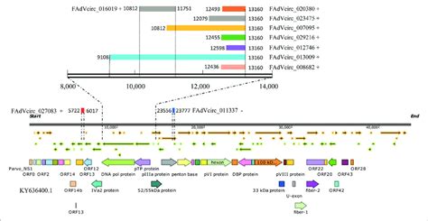 the positions of fadvcircrnas in the fadv 4 genome the symbol download scientific