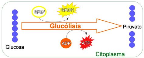 Ciclo De La Glucólisis
