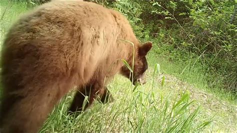 Young Cinammon Bear Discovers Camera 5 23 Youtube