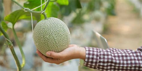 Zelf Meloen Kweken Een Stapsgewijze Gids De Hobby Kweker