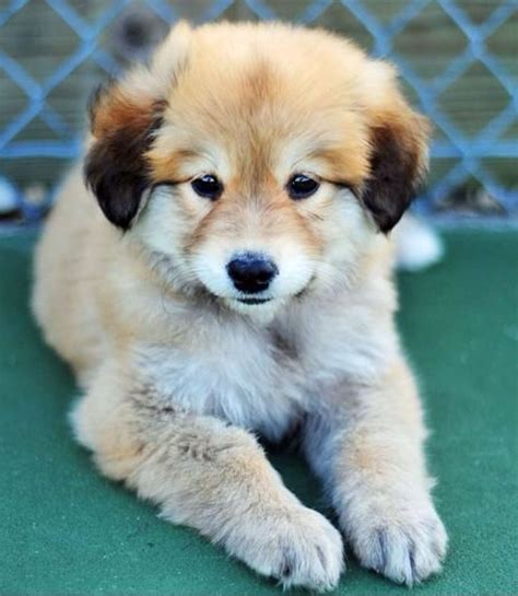 German Shepard Golden Retriever Golden Retriever Mix Puppies Cute