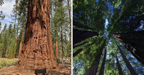 Difference Between Redwood And Sequoia Tree At Monique Wilkerson Blog Difference Between Redwood And Sequoia Tree At Monique Wilkerson Blog