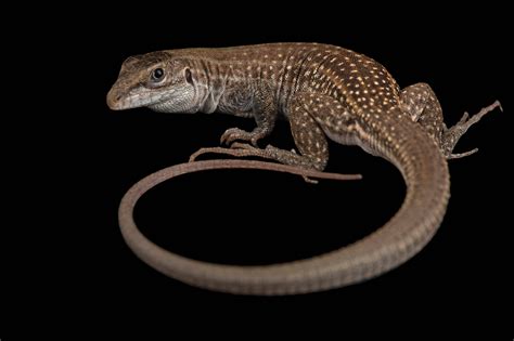 Chihuahuan Spotted Whiptail Aspidoscelis Exsanguis Joel Sartore