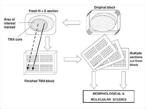 Tissue Microarray Presentationpptx