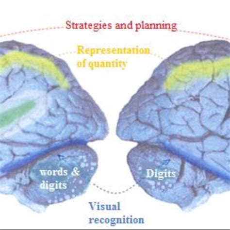 Triple Code Model Of Numerical Cognition Dehaene 1992 Download