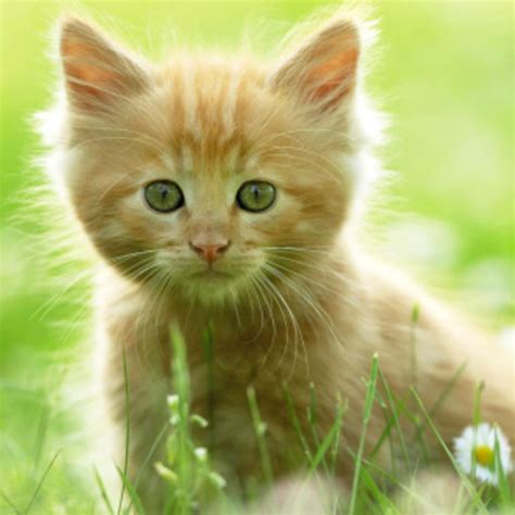 Yanping Chen Peking University Beijing Pku Department Of Chemistry Research Profile