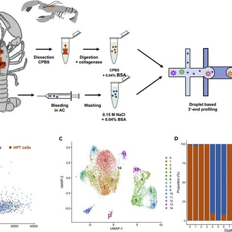 clustering of different cell types in p leniusculus circulation and