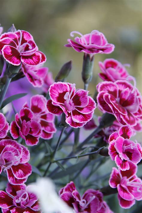 Dianthus Flower Pictures