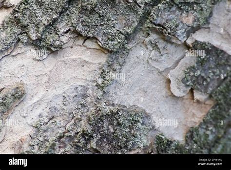 Rough Tree Bark With Fine Natural Structures And Patina Of Rough Tree