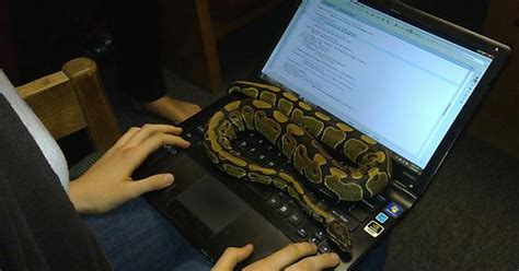 Progrmming In Python That Is All Imgur