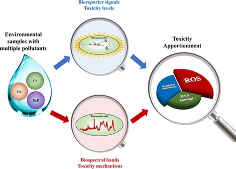 Toxicity Characterization Of Environment Related Pollutants Using A Biospectroscopybioreporter