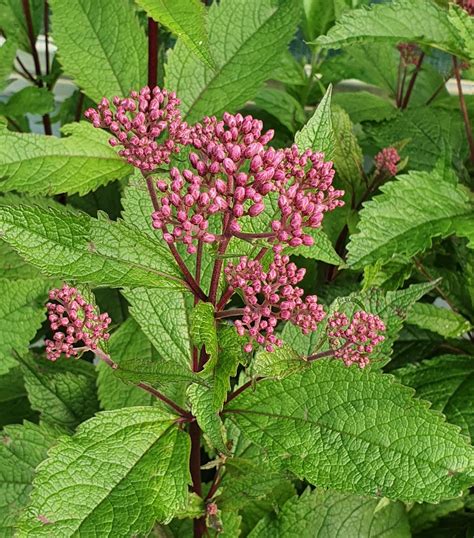 Eupatorium Purpureum Ruby Established Eupatorium Proctors Nursery