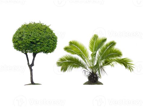 Tree Transparent Background 24850763 PNG Tree Transparent Background 24850763 PNG