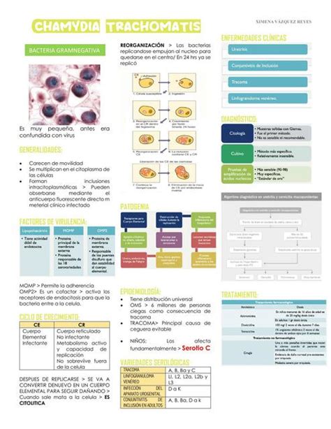Chamydia Trachomatis Ximena Vázquez Reyes Udocz