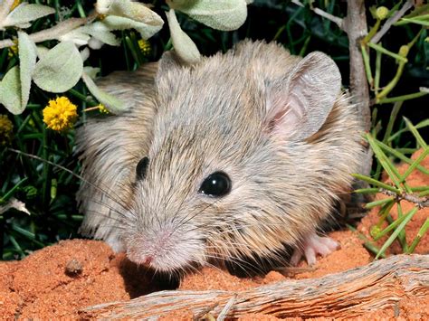 Wild Mice Habitat