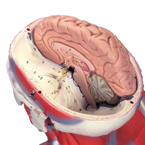 Anatomical Model 34 Life Size Dual Sex Muscle Model