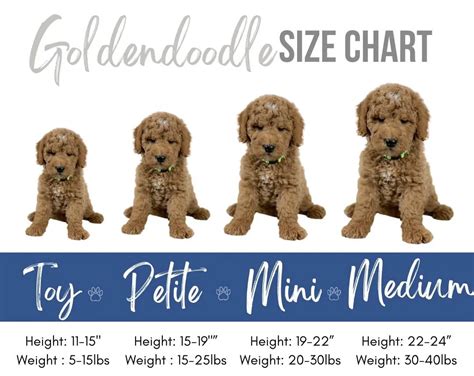 Goldendoodle Color Size Coat Info Cedar Doodles