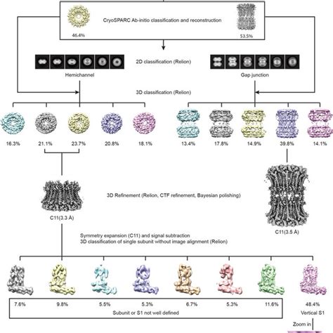 The Workflow Of Cryo Em Data Processing For Edtacalhm2 A Total Of