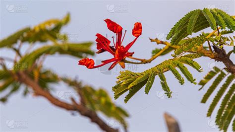 合欢树上的红花