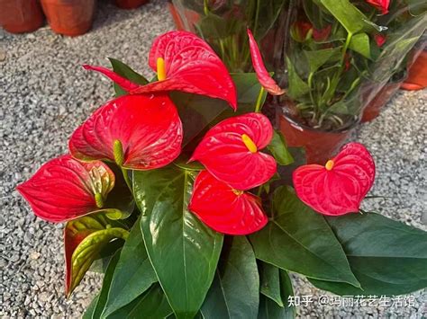 红掌花的介绍与养护方法 知乎