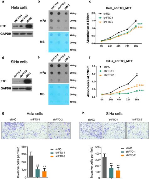 Correction To The M6a Eraser Fto Facilitates Proliferation And Migration Of Human Cervical