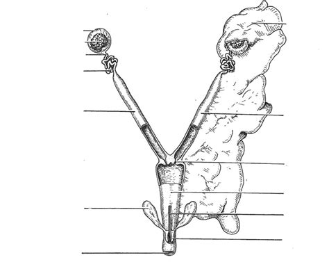 Female Rat Reproductive Tract Diagram Quizlet