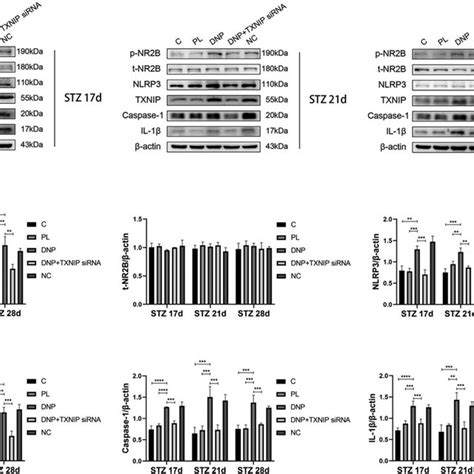 the location of nlrp3 and the interaction of txnip to nlrp3 in spinal