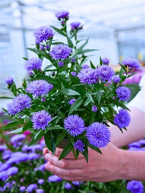 Aster Flower Meaning Its Symbolism And Significance