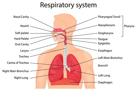 Respiratory System Parts Diagram At Erminia Heavner Blog