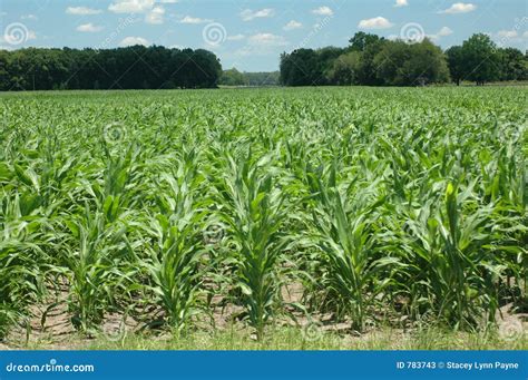 Cornrows Stock Image Image Of Agronomy Field Farm Spring 783743