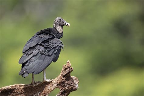 Turkey Vulture — Southern Wisconsin Bird Alliance