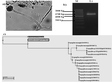 Identification Of The Most Efficient Heavy Metal Removing Fungal Download Scientific Diagram