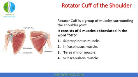 Sciatic Nerve Anatomy