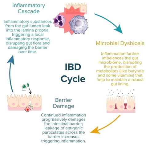 The Role Of The Gut Endocannabinoid System In Ibd Ibdcoach