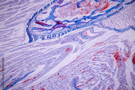 Hyaline Cartilage Elastic Cartilage And Bone Human Under The