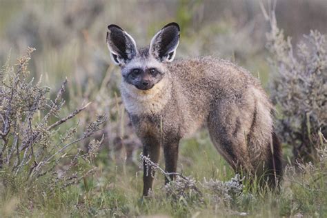 Bat Eared Fox Wikiwand
