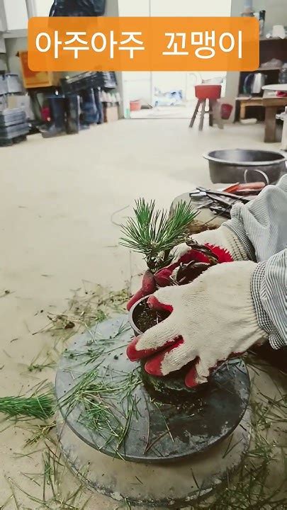 아주 작은소나무 Youtube