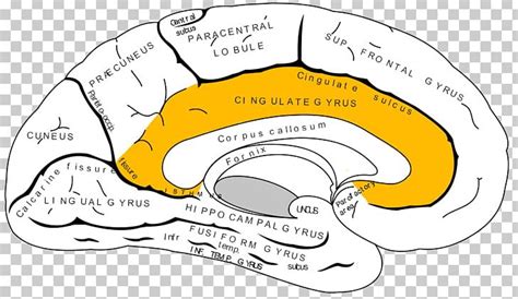 Anterior Cingulate Cortex Cerebral Cortex Gyrus Corpus Callosum PNG Clipart Anterior Cingulate