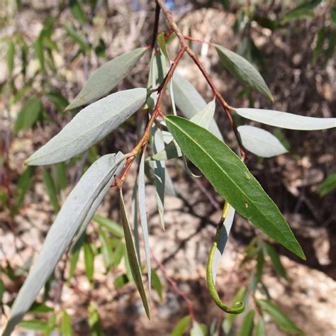 Red Willow Salix Bonplandiana — Spadefoot Nursery Inc