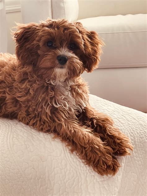 Mini Cavapoos 101 Size Characteristics Faqs And More