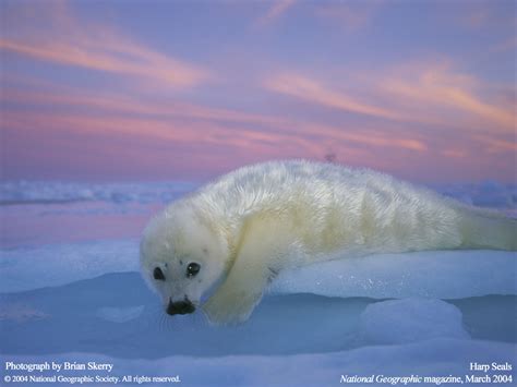 Harp Seals Marinebio Conservation Society