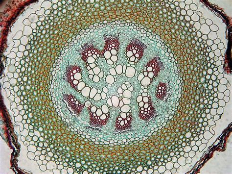 Xylem Plant Cells Sem Microscopic Photography Plant