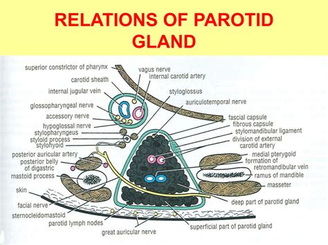The Parotid Gland Anatomy And Applied Aspects Ppt
