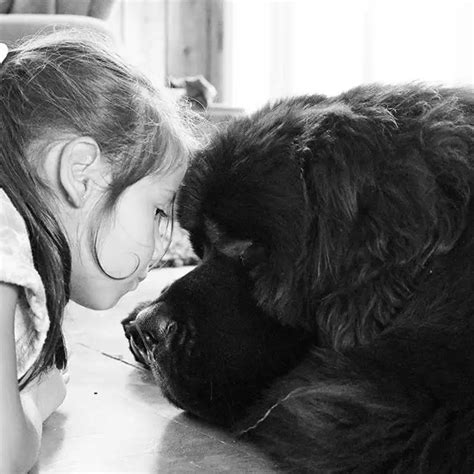10 Pictures Showing The True Temperament Of Newfoundlands