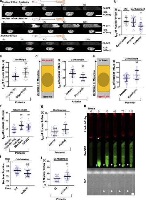 Confinement Induces Elevated Nuclear Influx That Correlates With Download Scientific Diagram