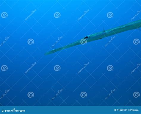 Needle Fish Great Barrier Reef Australia Stock Image Image Of