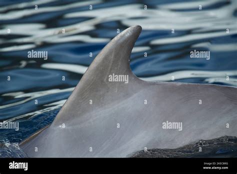 How Does The Dorsal Fin On A Dolphin Work Nfhqwp